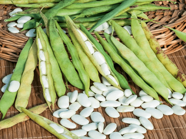 Les haricots nains à écosser et à rame - Fiches Potager - Bio Potager