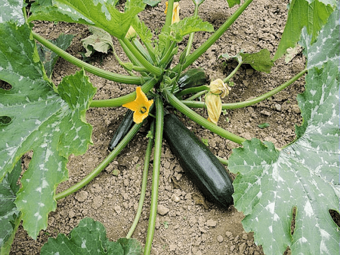 Choisir ses variétés de courgettes - Fiches Potager - Bio Potager