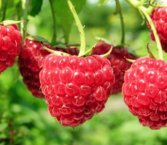 Bio-potager: le potager en toute simplicité Bio Potager