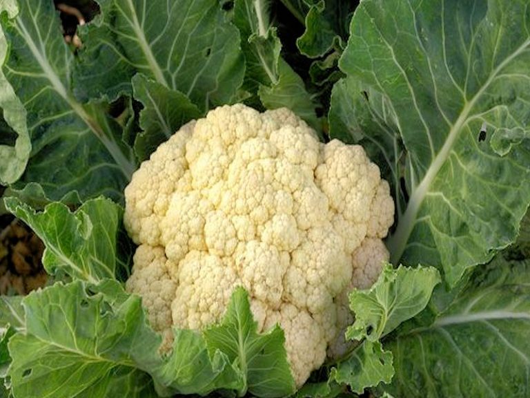 La culture du chou-fleur - Astuces et conseils potager - Bio Potager