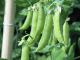 Les variétés de pois - Fiches Potager - Bio Potager