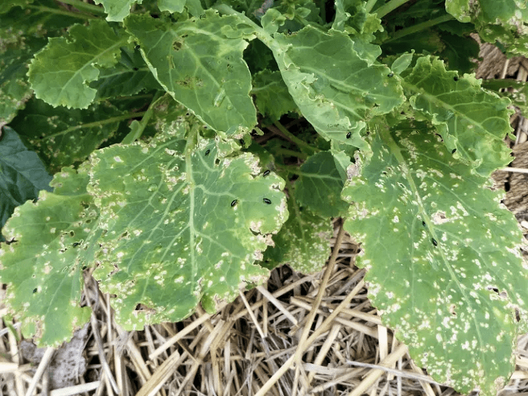 Les altises, parasites du potager : prévenir et lutter - Santé du potager